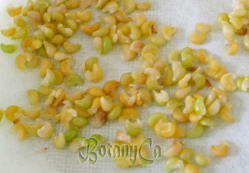 Erythronium-americanum-fresh-seeds – Botanically Inclined – Seed Adventures