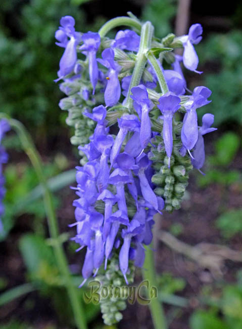 Salvia nutans – Botanically Inclined – Seed Adventures