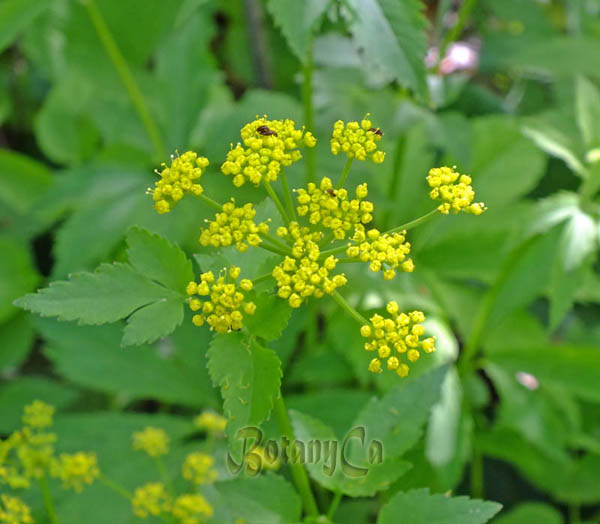 Zizia aurea – Botanically Inclined – Seed Adventures