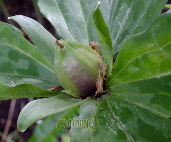Trillium luteum fruit – Botanically Inclined – Seed Adventures