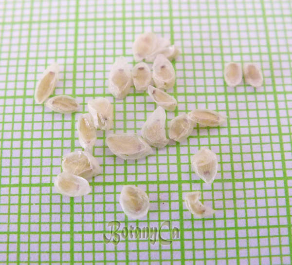Calochortus macrocarpus seeds – Botanically Inclined – Seed Adventures
