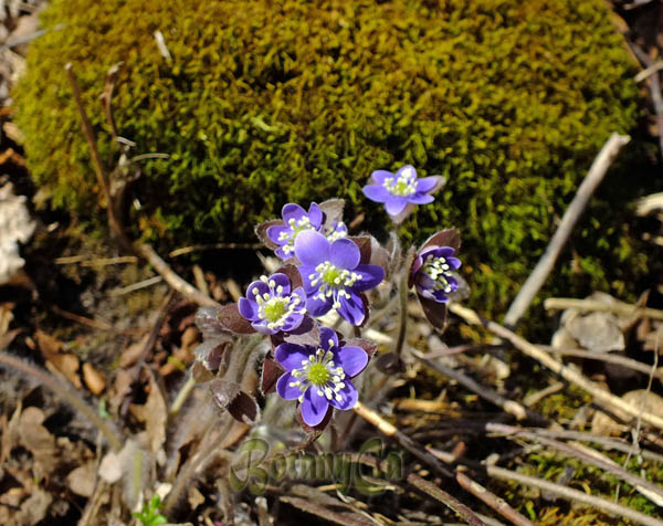 Hepatica – Botanically Inclined – Seed Adventures