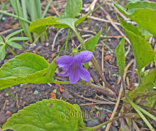 Viola langsdorffii ssp. kamtschadalorum – Botanically Inclined – Seed ...