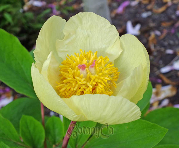 The peonies – Botanically Inclined – Seed Adventures