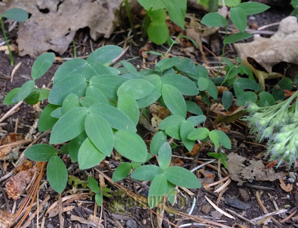 Uvularia grandiflora seedlings – Botanically Inclined – Seed Adventures