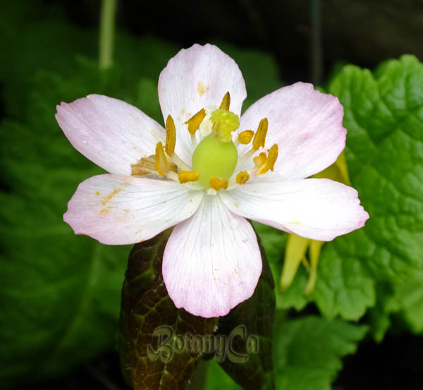 Podopgyllum hexandrum pink flower – Botanically Inclined – Seed Adventures