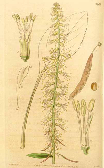 Macropodium nivale – Botanically Inclined – Seed Adventures