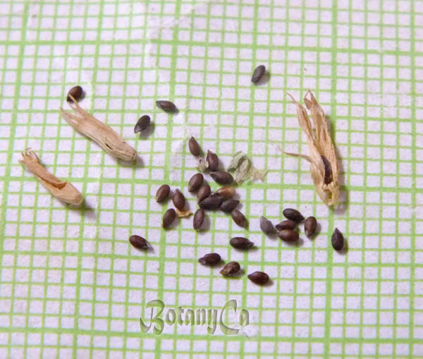 Friday’s Lamiaceae: calyces & nuts – Botanically Inclined – Seed Adventures