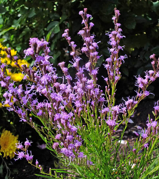 Liatris microcephala – Botanically Inclined – Seed Adventures