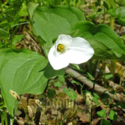 Wildflowers Monday – Pink and green Trillium – Botanically Inclined ...