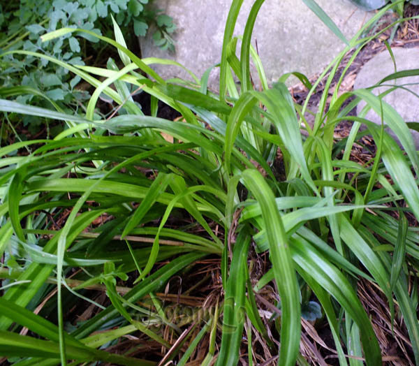Carex retrorsa – Botanically Inclined – Seed Adventures