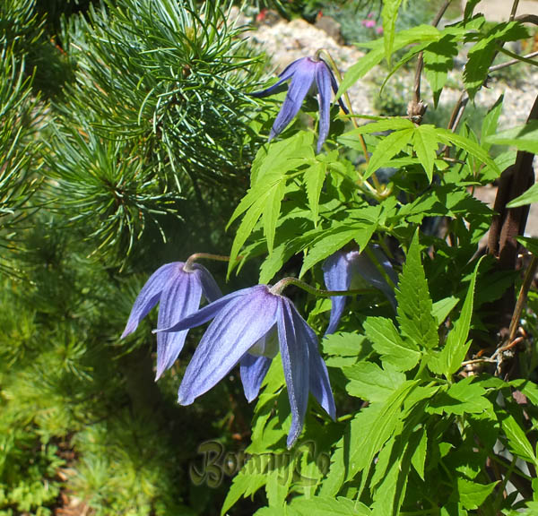 Clematis alpina – Botanically Inclined – Seed Adventures