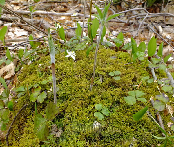 Sowing in moss – part II – Botanically Inclined – Seed Adventures