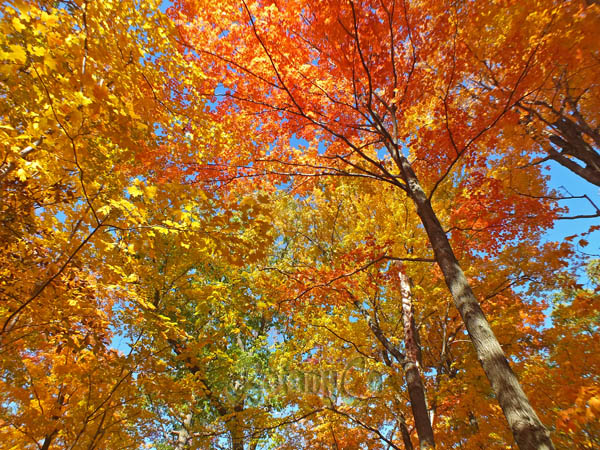 Maples – Botanically Inclined – Seed Adventures