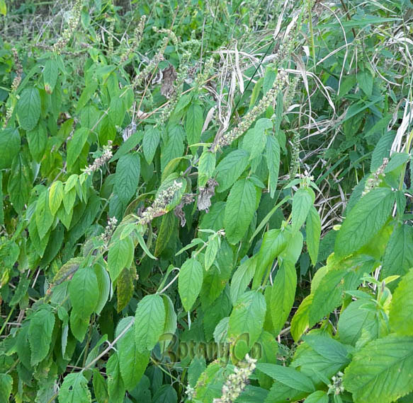 Teucrium canadense – Botanically Inclined – Seed Adventures