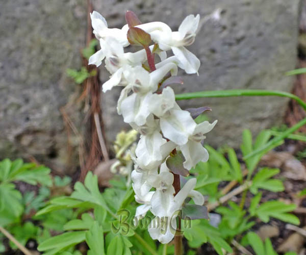 Remembering spring – after the April snow – Botanically Inclined – Seed ...