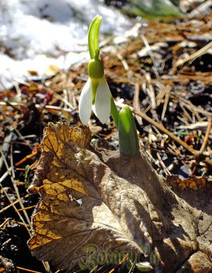 Remembering early spring 2022 – Botanically Inclined – Seed Adventures
