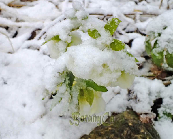 Remembering early spring 2022 – Botanically Inclined – Seed Adventures