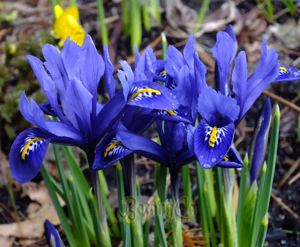 Remembering early spring 2022 – Botanically Inclined – Seed Adventures