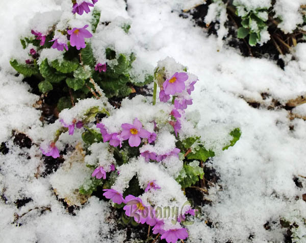 Remembering early spring 2022 – Botanically Inclined – Seed Adventures