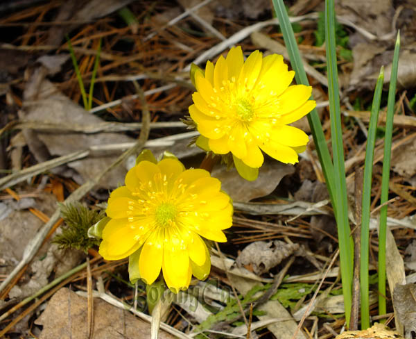 Adonis ramosa 2023 – Botanically Inclined – Seed Adventures