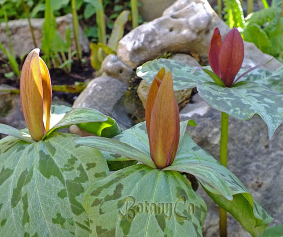 Trillium sessile mix – Botanically Inclined – Seed Adventures