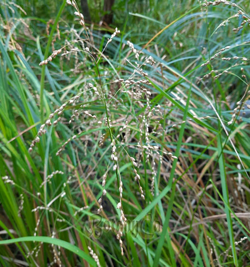 Glyceria canadensis – Botanically Inclined – Seed Adventures